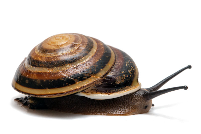 Šneci formy Caracolus sagemon Gran Piedra, Santiago de Cuba, Cuba ...