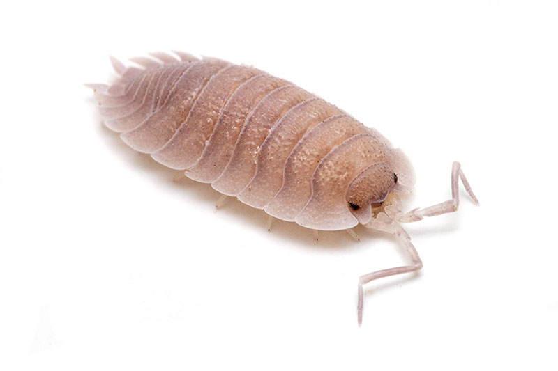 Isopods of family Porcellionidae for sale