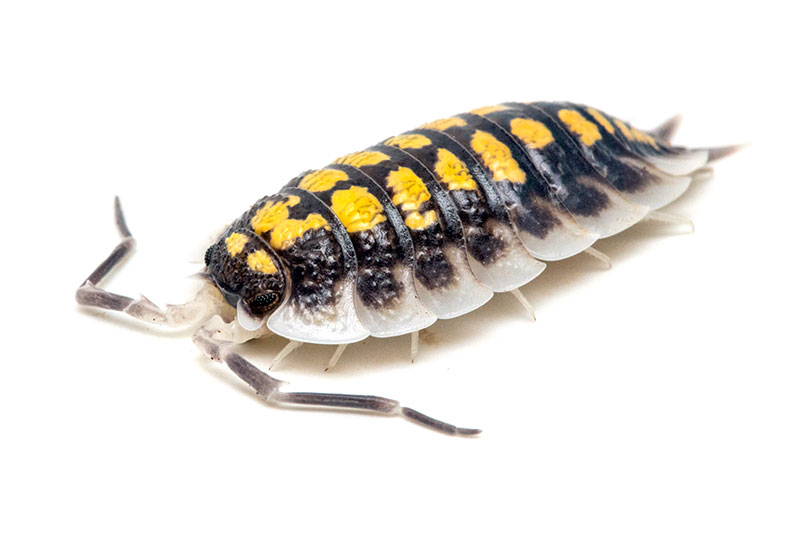 Isopods of family Porcellionidae for sale