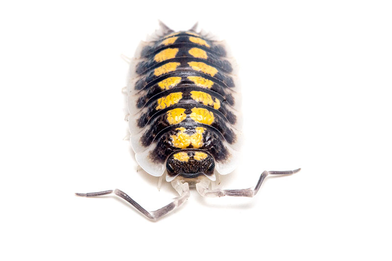 Isopods of form Porcellio haasi High yellow for sale