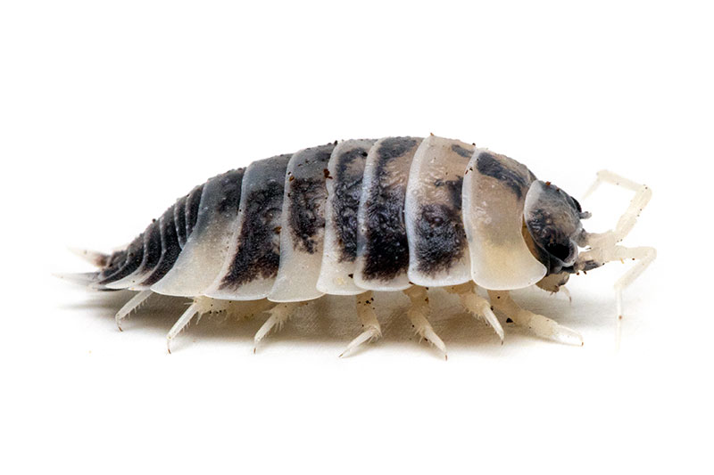 Isopods of form Porcellio laevis Dairy Cow for sale