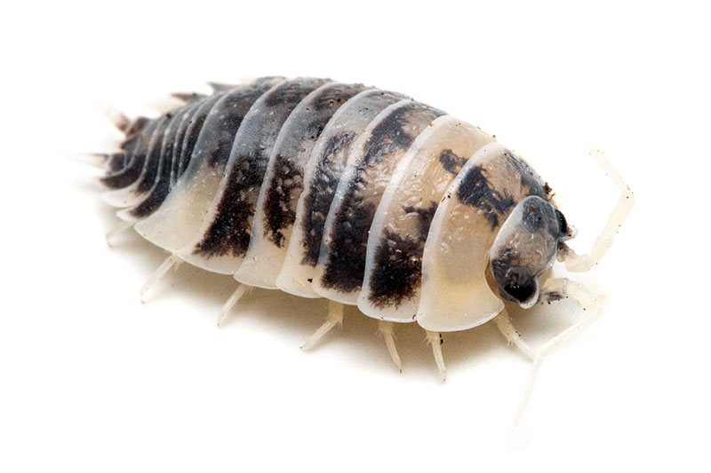 Isopods of family Porcellionidae for sale