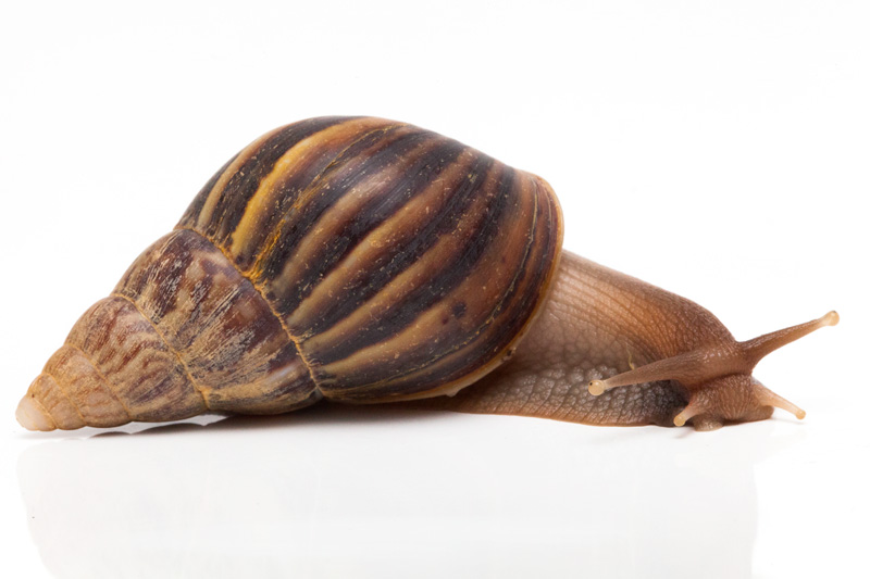 Snails of form Lissachatina fulica Madagascar dark for sale