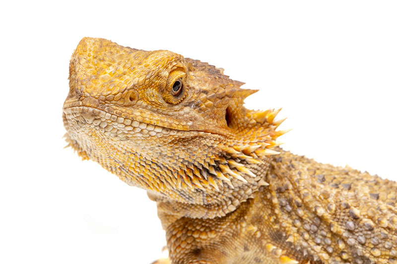 Gallery of genus Pogona