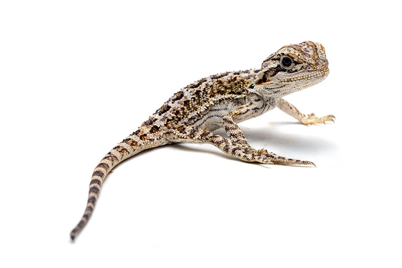 Gallery of genus Pogona