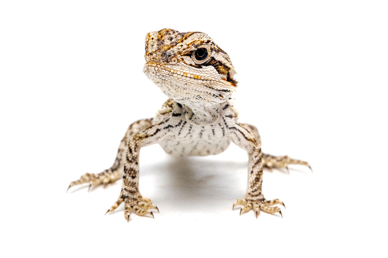 Gallery of genus Pogona