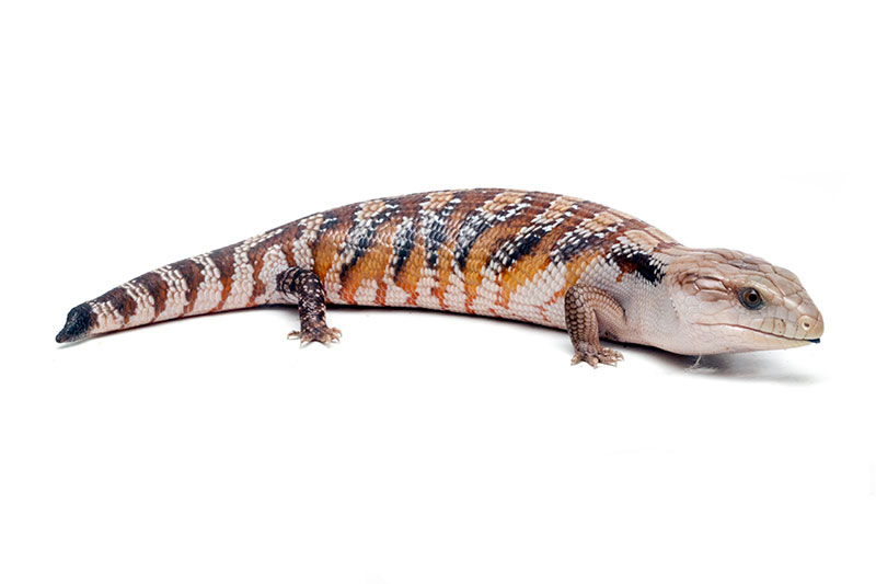 Gallery of family Scincidae