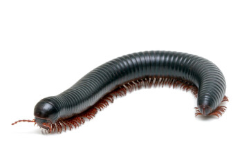 Millipedes of family Spirostreptidae for sale