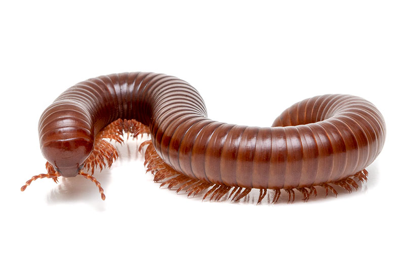 Millipedes of family Spirostreptidae for sale