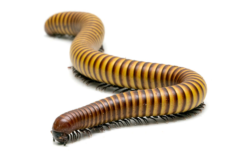 Millipedes of family Spirostreptidae for sale