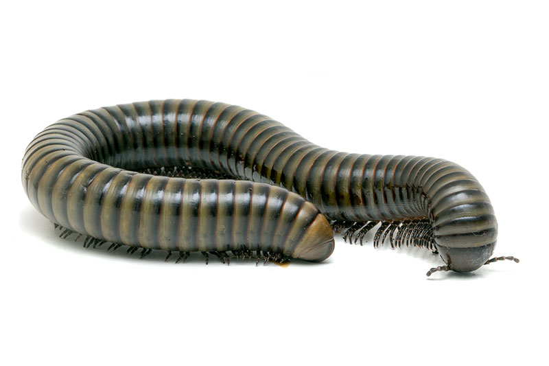 Millipedes of family Spirostreptidae for sale