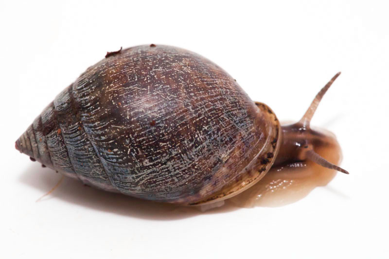 Gallery of genus Pythia