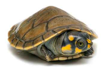 Turtles of family Podocnemididae for sale