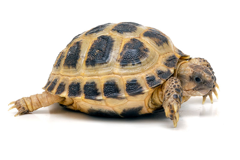 Turtles of family Testudinidae for sale